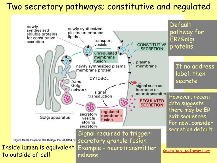 PPT - Protein Trafficking PowerPoint Presentation - ID:5141693