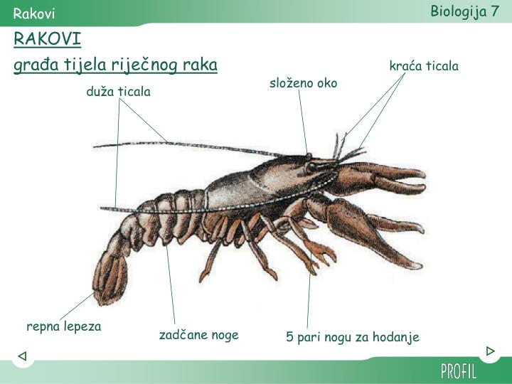 PPT - ČLANKONOŠCI PowerPoint Presentation - ID:5142099