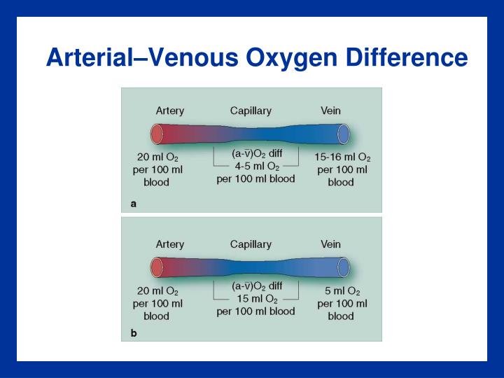 PPT - The Respiratory System and Its Regulation PowerPoint Presentation ...