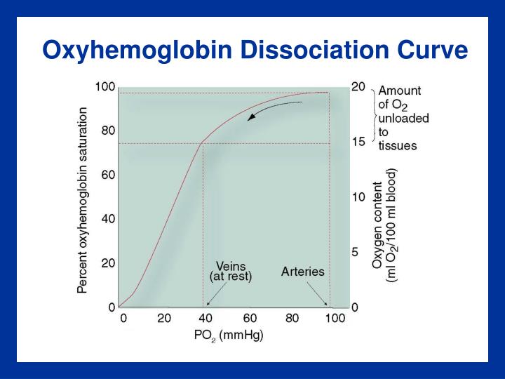 PPT - The Respiratory System and Its Regulation PowerPoint Presentation ...