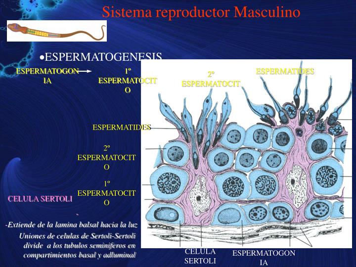 PPT - FISIOLOGIA DEL TESTICULO PowerPoint Presentation - ID:5142476