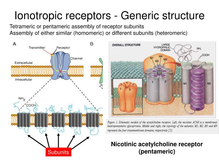 PPT - Receptors and transduction mechanisms - I PowerPoint Presentation ...