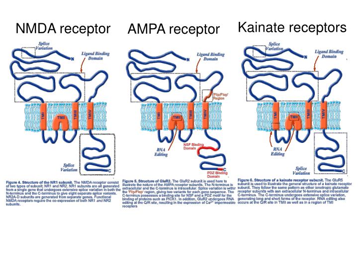 PPT - Receptors and transduction mechanisms - I PowerPoint Presentation ...