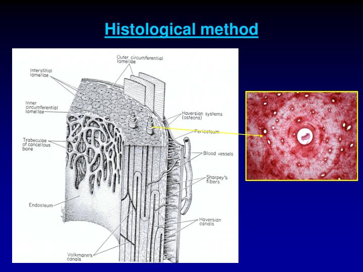 PPT - Comparison between various methods of age estimation in skeletal ...