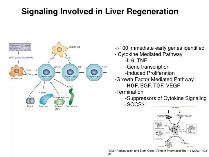 PPT - Signaling Involved in Liver Regeneration PowerPoint Presentation ...