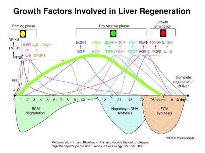 PPT - Signaling Involved in Liver Regeneration PowerPoint Presentation ...