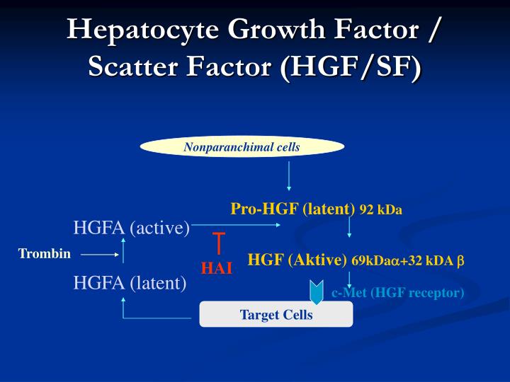 PPT - Role of HGF/ cMet Signaling Pathway in NSCLC PowerPoint ...