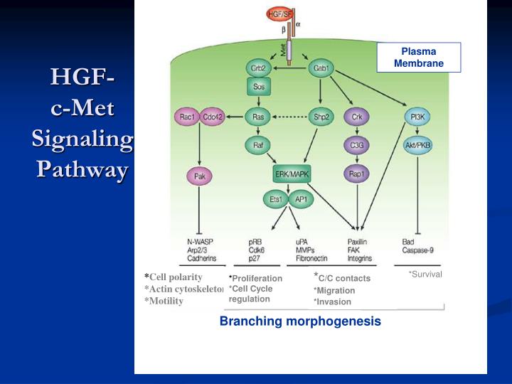 PPT - Role of HGF/ cMet Signaling Pathway in NSCLC PowerPoint ...