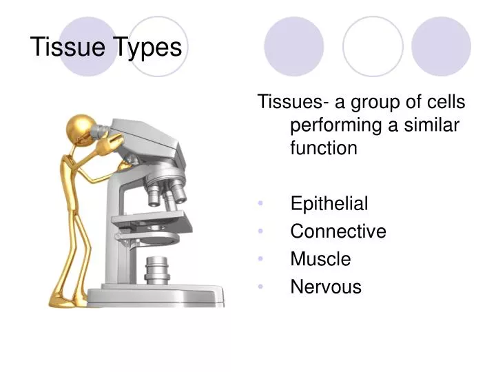 PPT - Tissue Types PowerPoint Presentation, free download - ID:5147438