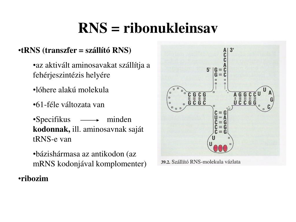 PPT - Nukleotid típusú vegyületek: nukleinsavak és szabad nukleotidok ...