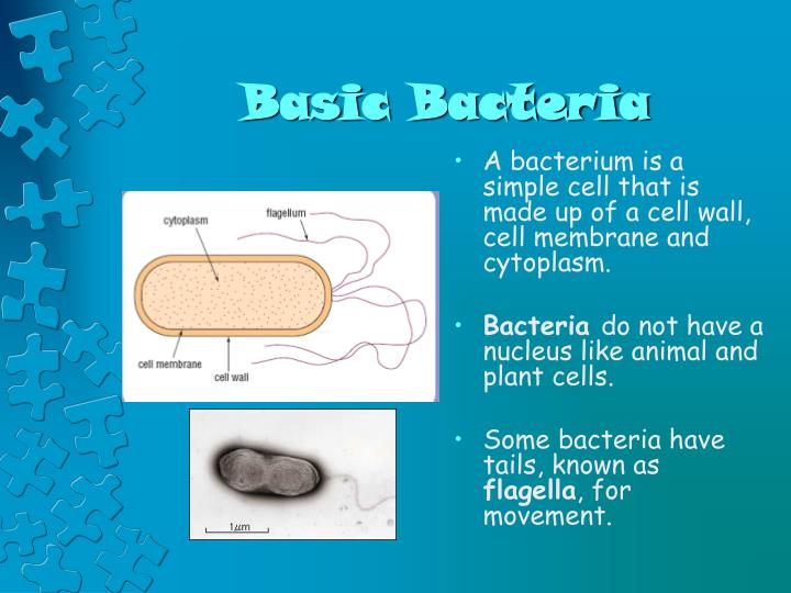 PPT - Microbes PowerPoint Presentation - ID:5151638