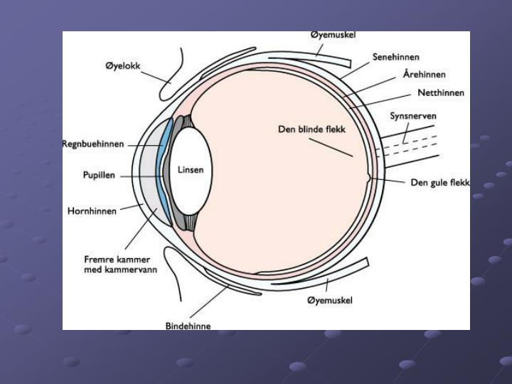 PPT - Lys , syn og farge PowerPoint Presentation - ID:5152836