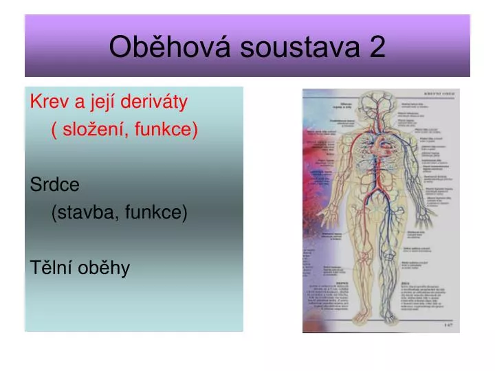 PPT - Oběhová soustava 2 PowerPoint Presentation, free download - ID:5153752