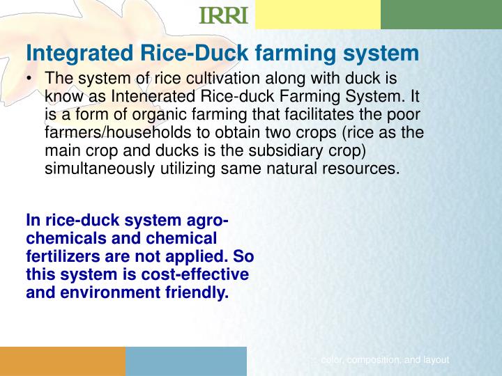 PPT - Innovative Rice Production Technologies for Food Security and ...