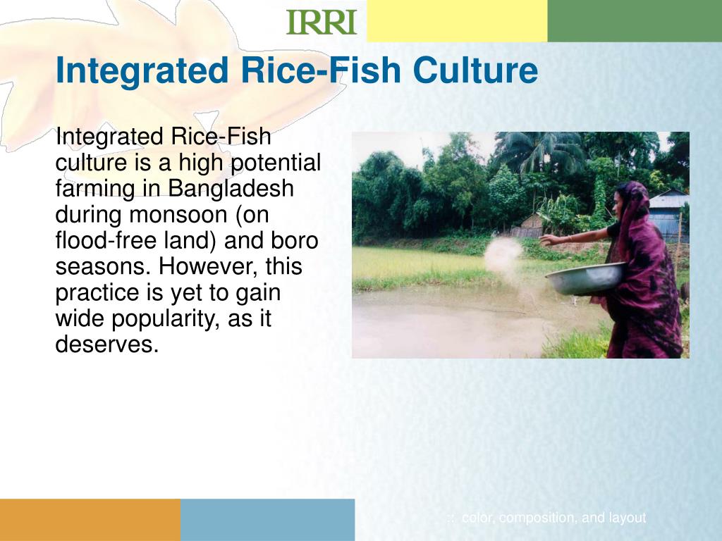 PPT - Innovative Rice Production Technologies for Food Security and ...
