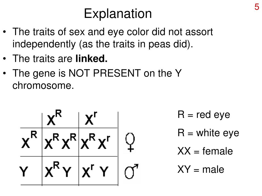 Ppt Sex Inheritance Powerpoint Presentation Free Download Id 5156390