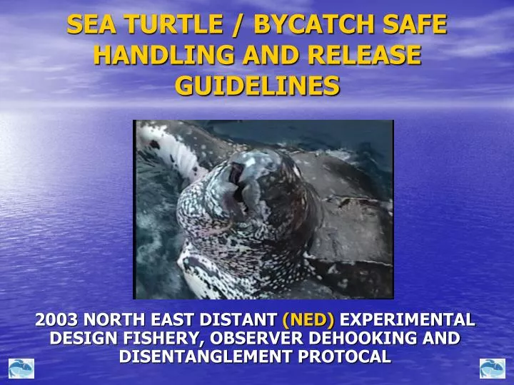 PPT - SEA TURTLE / BYCATCH SAFE HANDLING AND RELEASE GUIDELINES ...