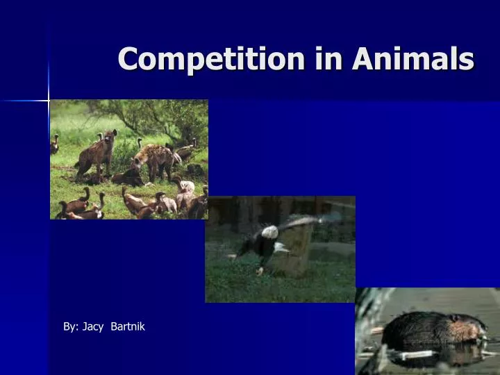 PPT - Competition in Animals PowerPoint Presentation, free download ...