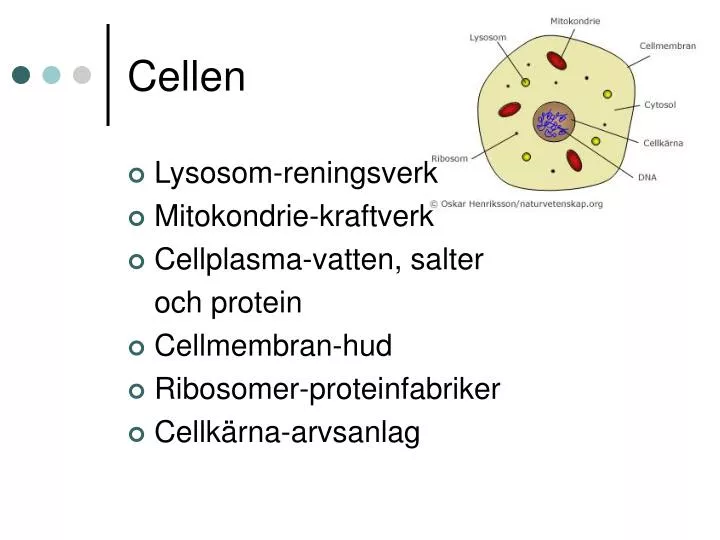 PPT - Cellen PowerPoint Presentation, free download - ID:5161111