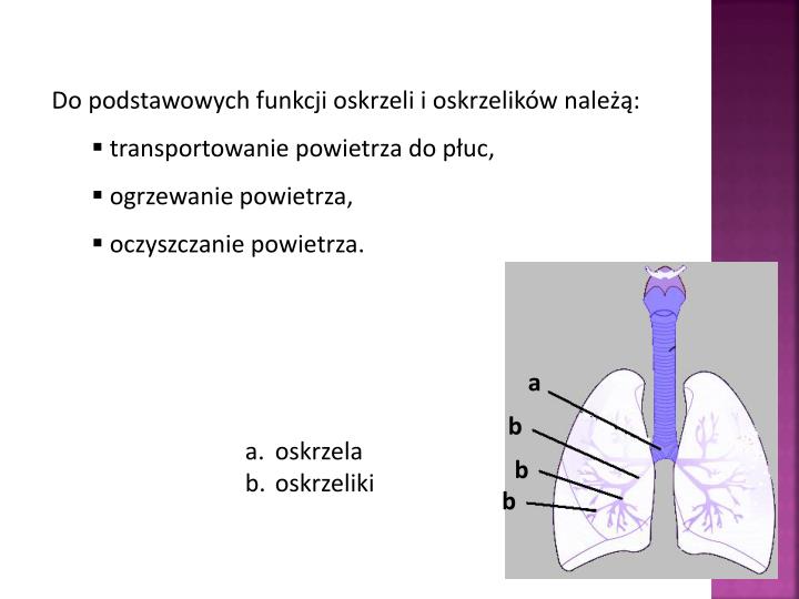PPT - UKŁAD ODDECHOWY PowerPoint Presentation - ID:5163139