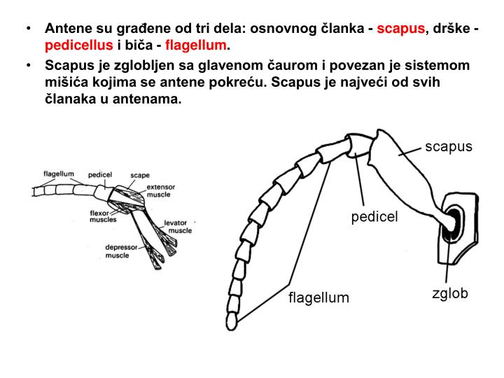 PPT - SUBPHYLUM HEXAPODA PowerPoint Presentation - ID:5163633