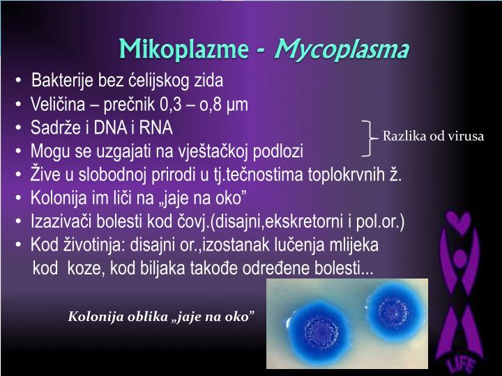 PPT - Odjeljak: BAKTERIJE, MIKOPLAZME I CIJANOBAKTERIJE PowerPoint ...