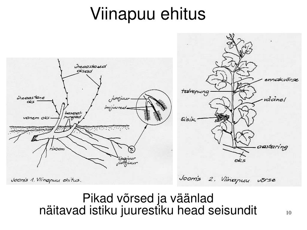 PPT - Viinapuude istutamine koduaeda Õppepäev juunis 2009 PowerPoint ...