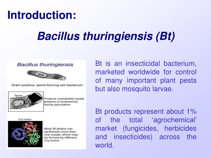 PPT - Molecular characterization of Bacillus thuringiensis and ...