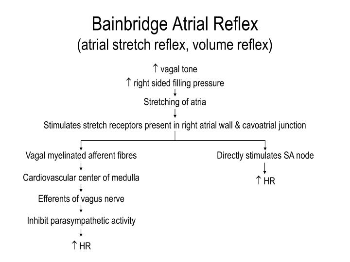 PPT - Cardiac reflexes and implications in anaesthetic practice ...