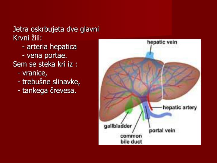 PPT - ANATOMIJA IN FIZIOLOGIJA JETER PowerPoint Presentation - ID:5171830