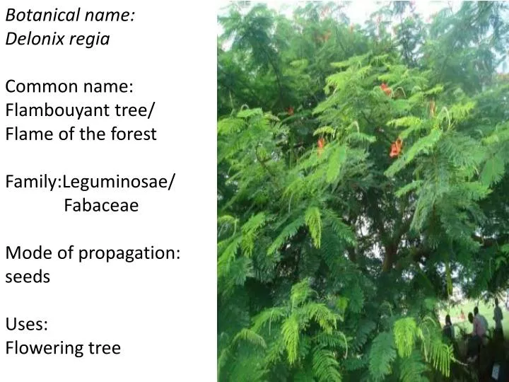 PPT - Botanical name: Delonix regia Common name: Flambouyant tree ...