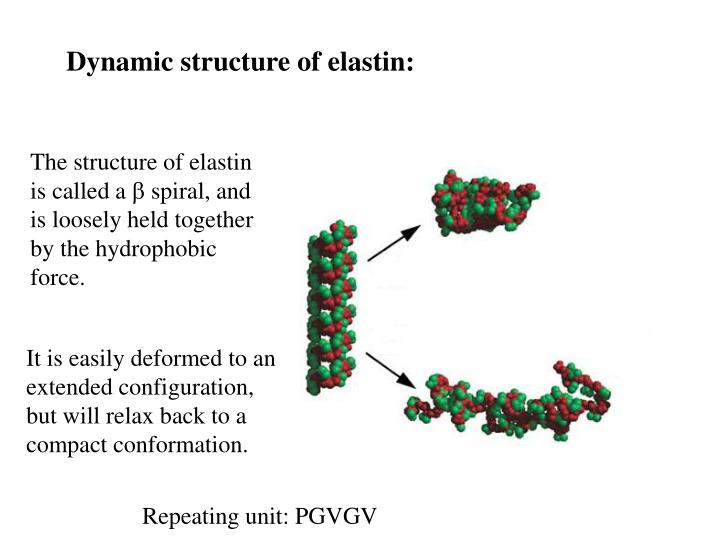 PPT - Chapter 8 Fibrous proteins Major fibrous protein of epithelial ...