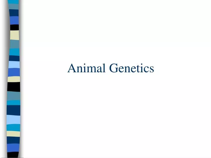 PPT - Animal Genetics PowerPoint Presentation, free download - ID:5175552