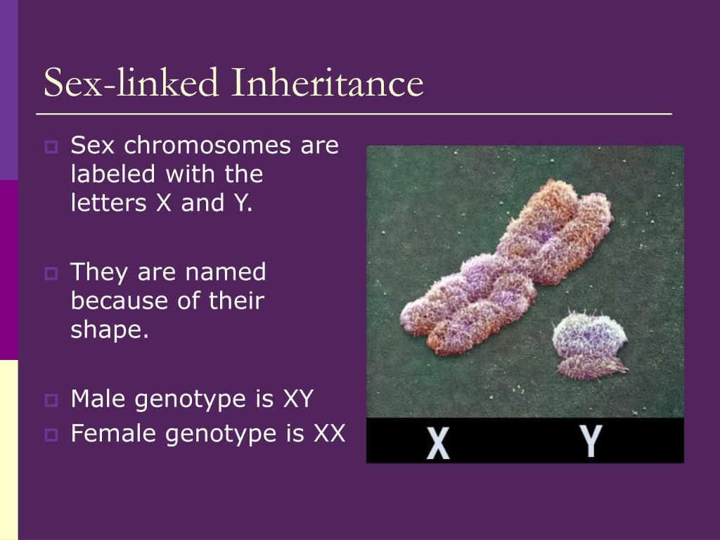 Ppt Sex Linked Inheritance Powerpoint Presentation Free Download