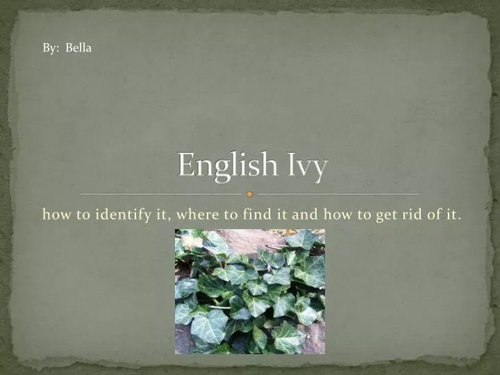 PPT - English Ivy PowerPoint Presentation, free download - ID:5176587
