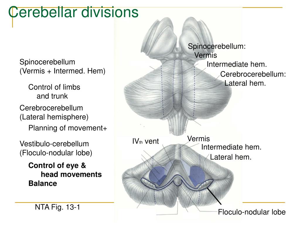 PPT The Cerebellum PowerPoint Presentation Free Download ID 5177664 PPT The Cerebellum PowerPoint Presentation Free Download ID 5177664
