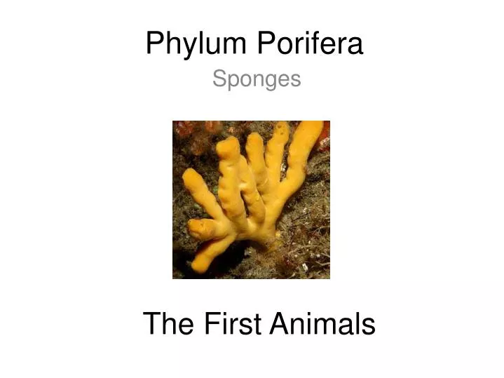 PPT - Phylum Porifera PowerPoint Presentation, free download - ID:5181275
