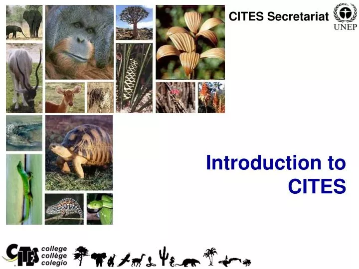 Ppt Introduction To Cites Powerpoint Presentation Free Download Id