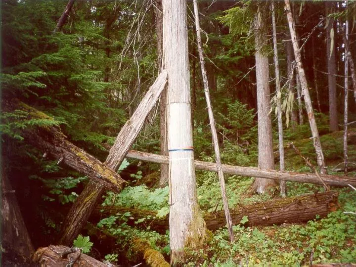 PPT - What is a culturally modified tree (CMT)? PowerPoint Presentation ...