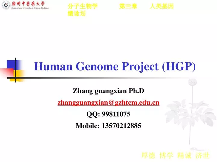 PPT - Human Genome Project (HGP) PowerPoint Presentation, free download ...