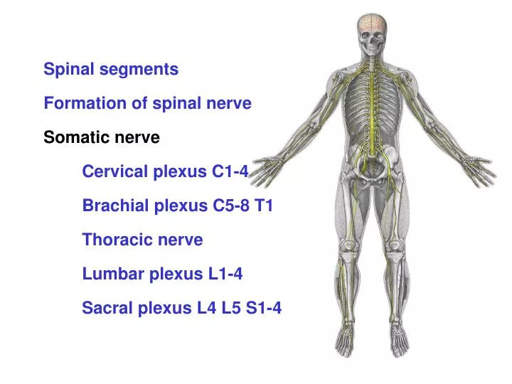 PPT - Formation of spinal nerve PowerPoint Presentation, free download ...