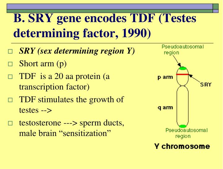 PPT - Chromosome Theory of Inheritance PowerPoint Presentation - ID:5183654