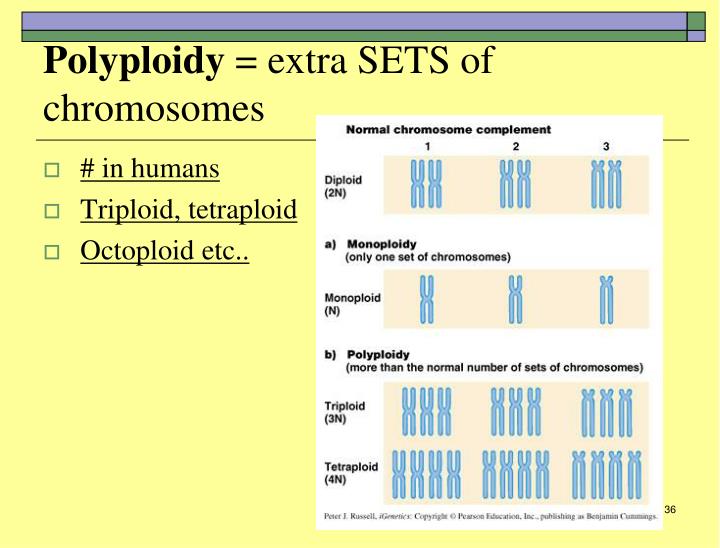 PPT - Chromosome Theory of Inheritance PowerPoint Presentation - ID:5183654