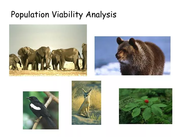 Ppt Population Viability Analysis Powerpoint Presentation Free