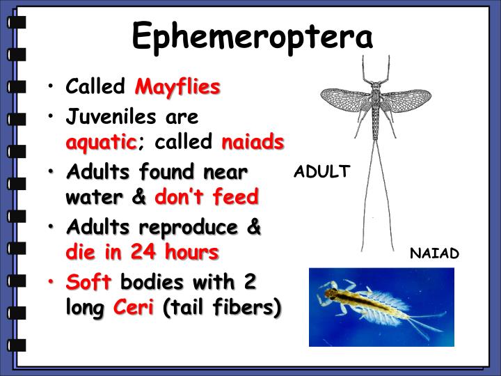 PPT - World of Insects PowerPoint Presentation - ID:5187442