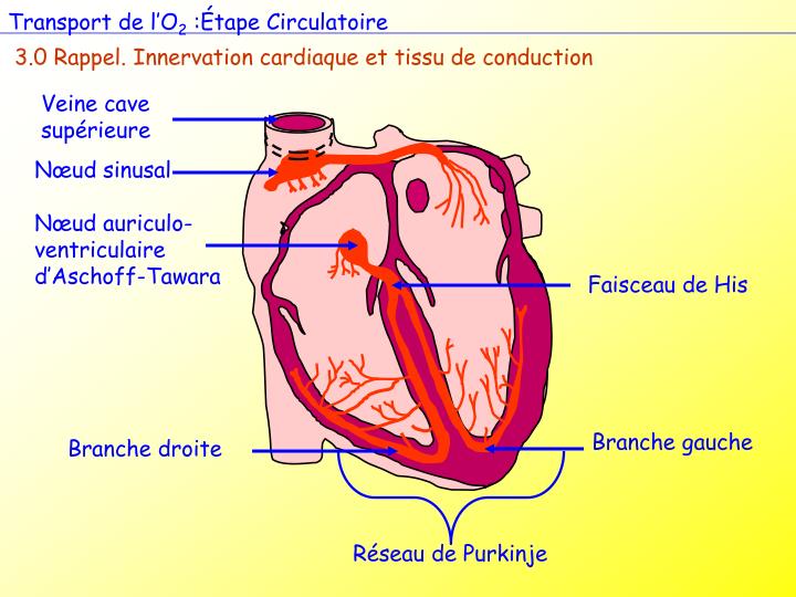 PPT - BIOENERGETIQUE & EXERCICE MUSCULAIRE PowerPoint Presentation - ID ...