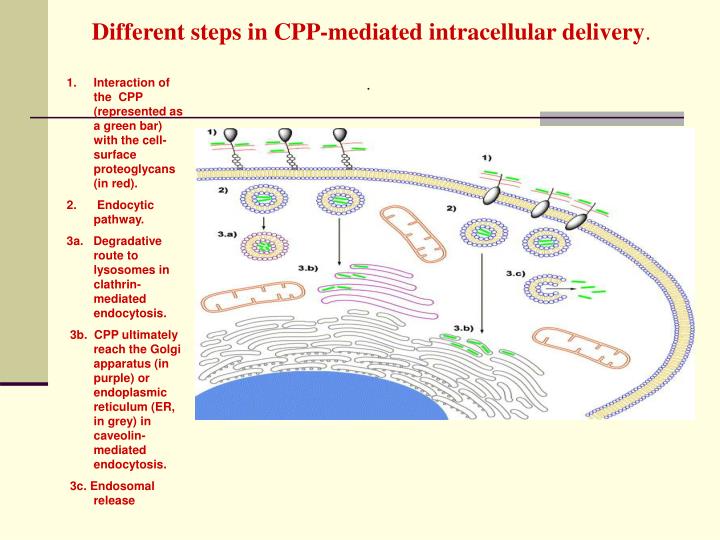 PPT - Cell Penetrating peptides PowerPoint Presentation - ID:5188963