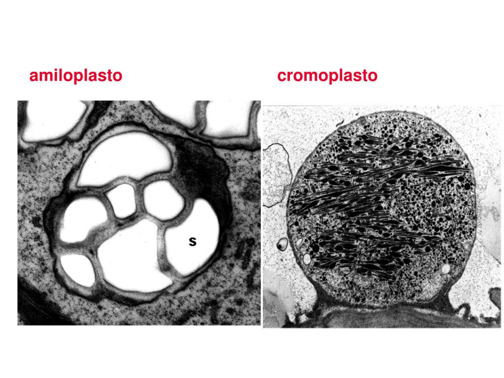 PPT - dirección web del DEPARTAMENTO DE BIOQUIMICA VEGETAL Y BIOLOGIA ...