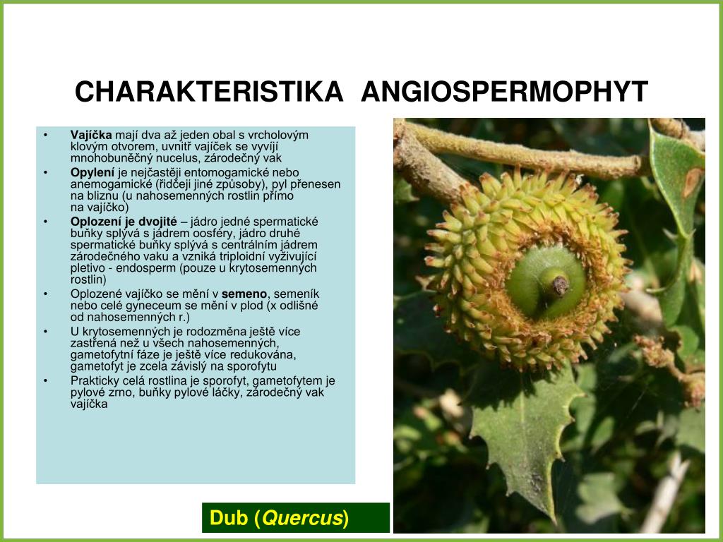 PPT - Obecná charakteristika krytosemenných rostlin ( Angiospermophyta ...