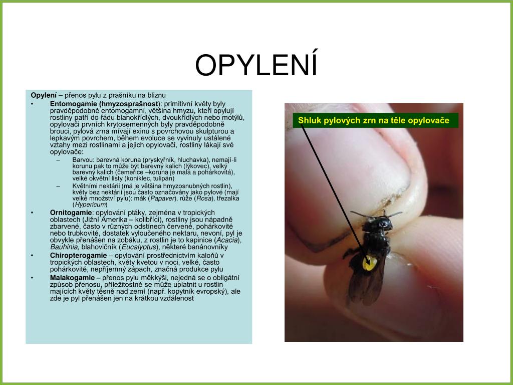 PPT - Obecná charakteristika krytosemenných rostlin ( Angiospermophyta ...